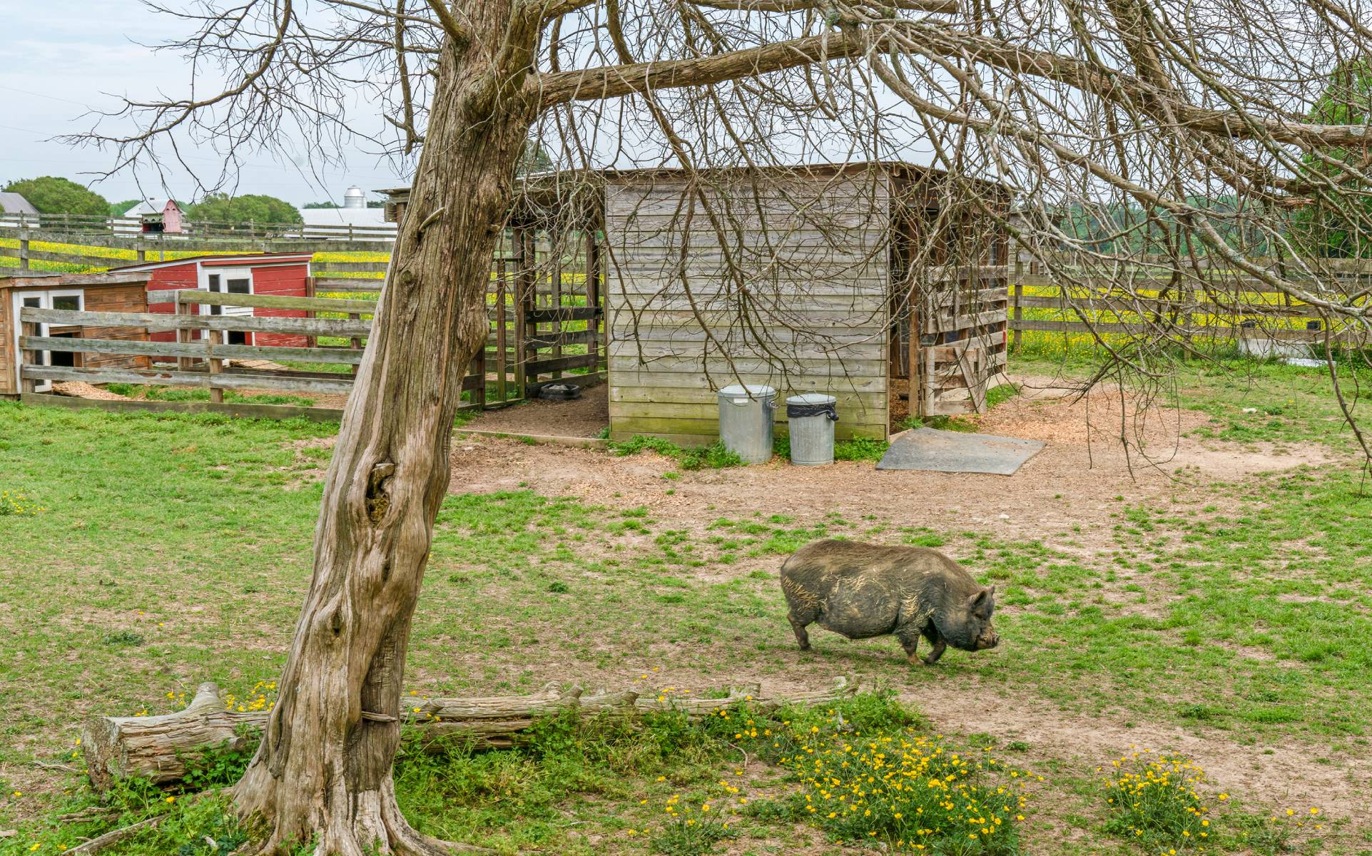 Pig Farming 101 – Mother Earth News